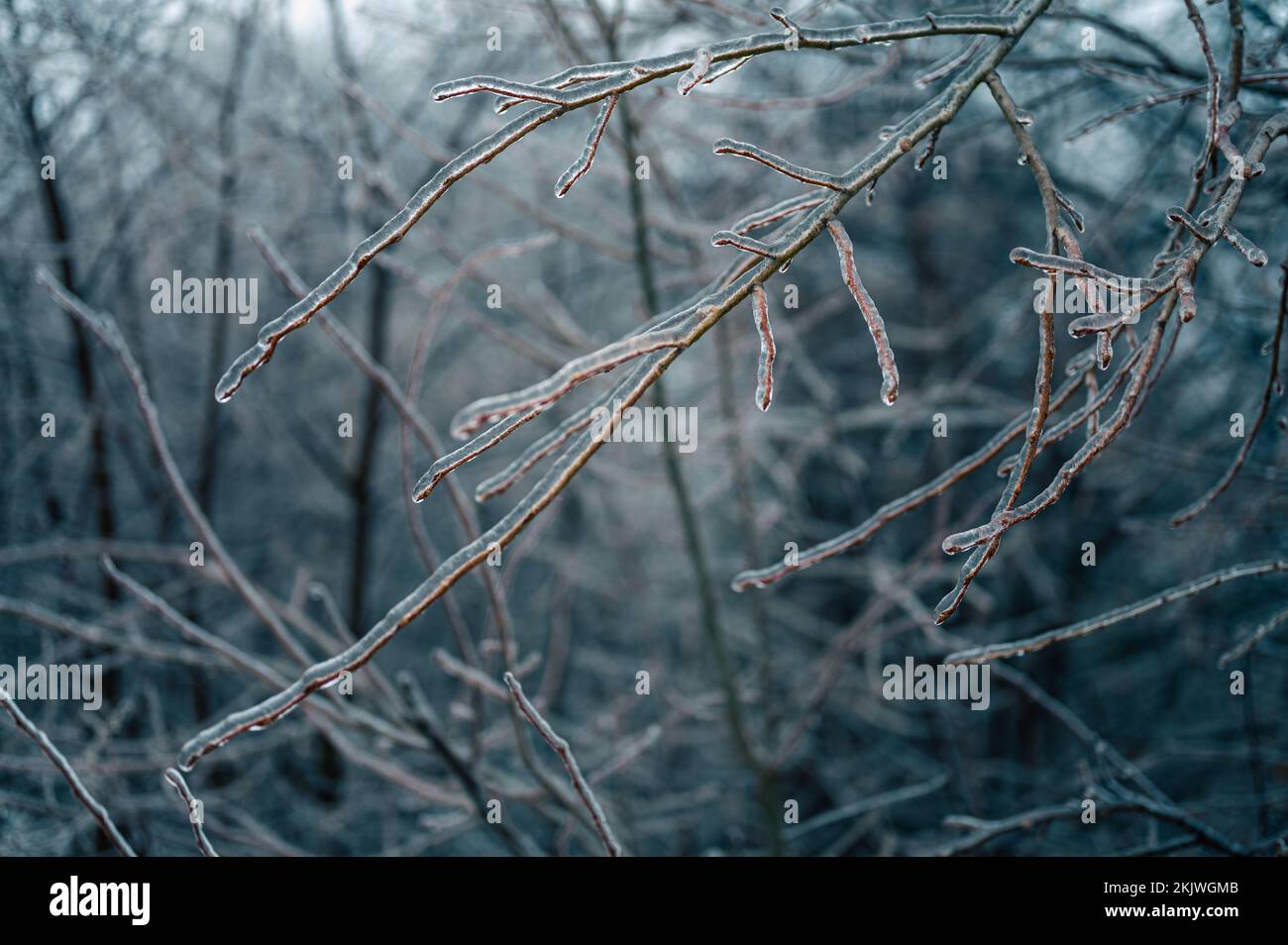 Freezing rain winter. Ice and snow on branch after Freezing rain ...