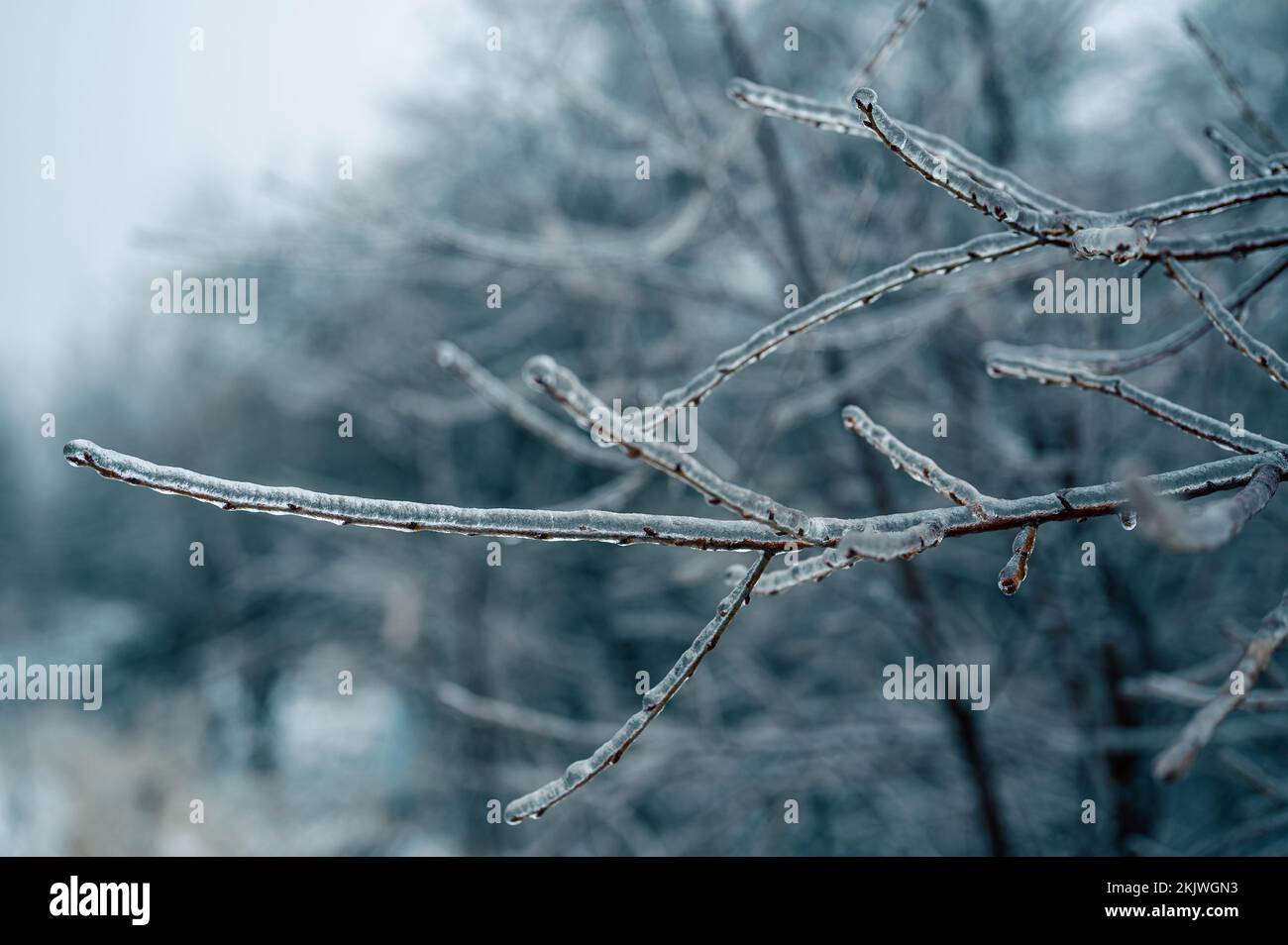 Freezing rain winter. Ice and snow on branch after Freezing rain ...