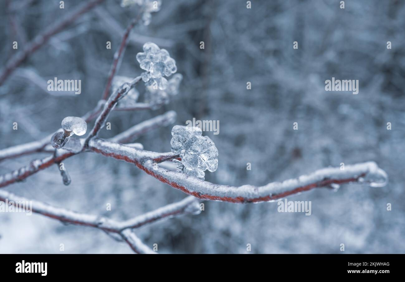 Freezing rain winter. Ice and snow on branch after Freezing rain ...