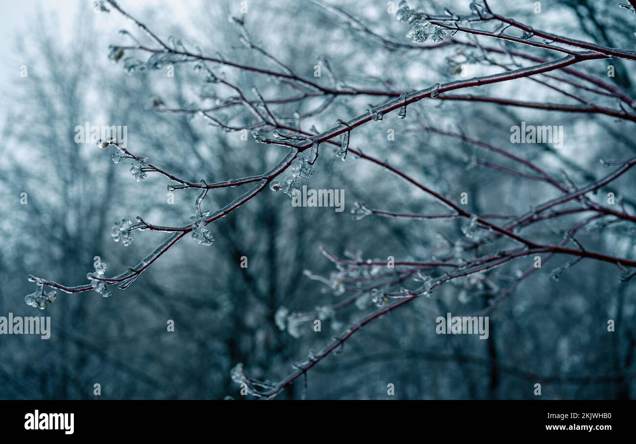 Freezing rain winter. Ice and snow on branch after Freezing rain ...