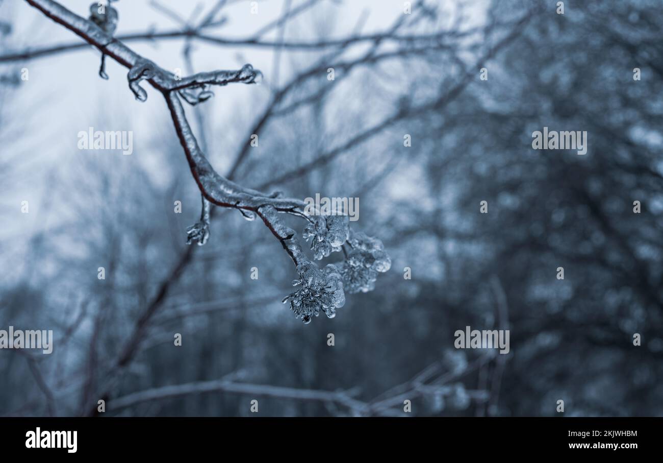 Freezing rain winter. Ice and snow on branch after Freezing rain ...