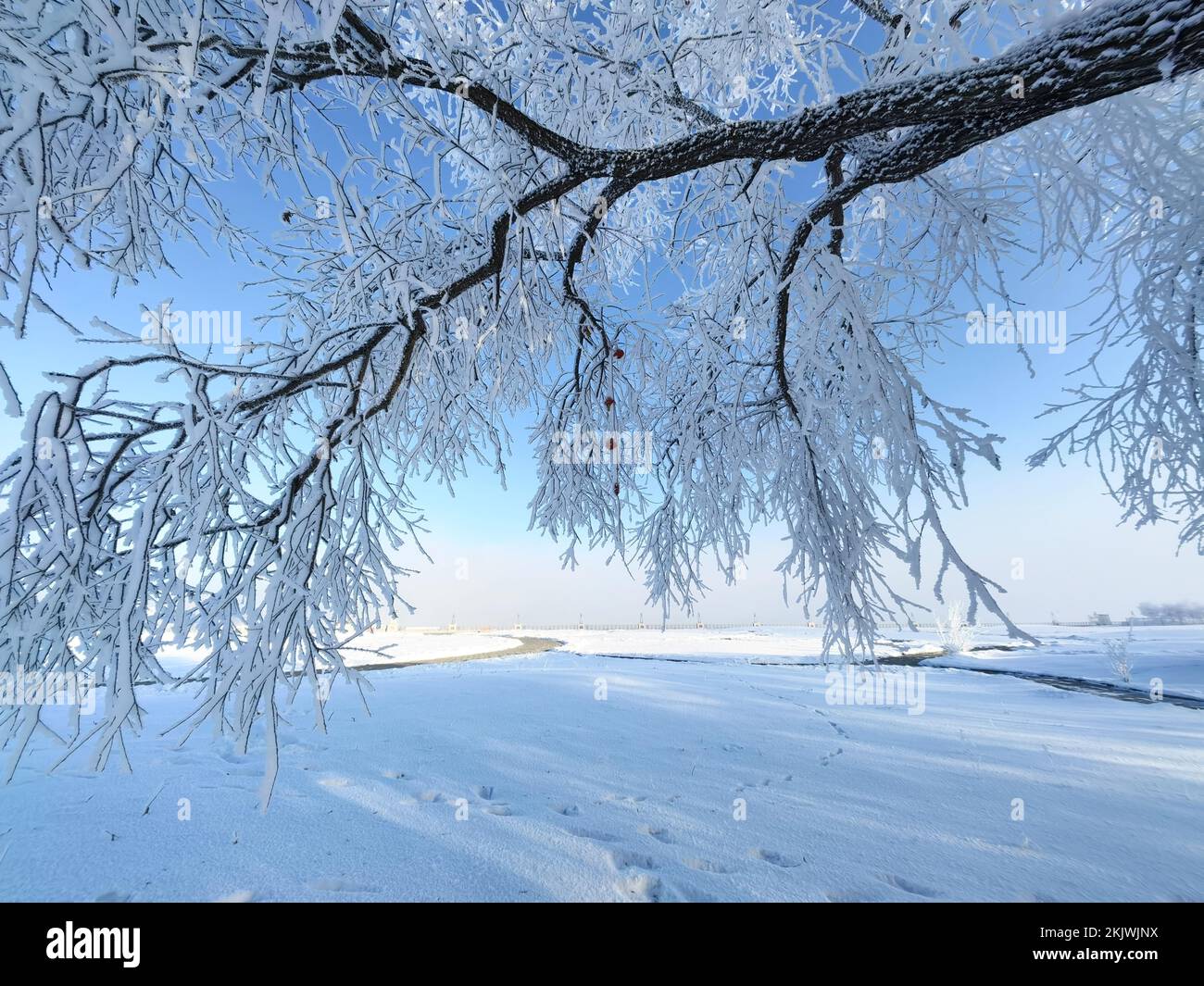 The magnificent rime views in Mohe City, northeast China's Heilongjiang ...