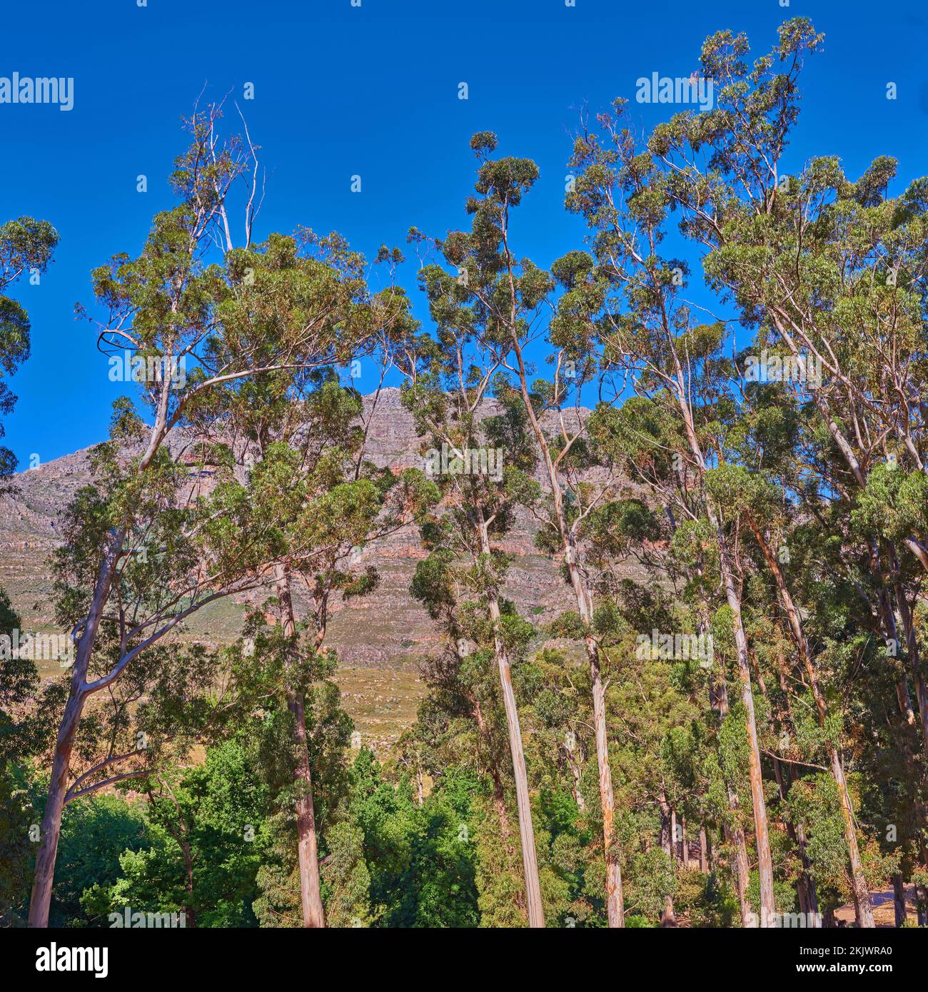 Beauty natural environment nature hi-res stock photography and images ...