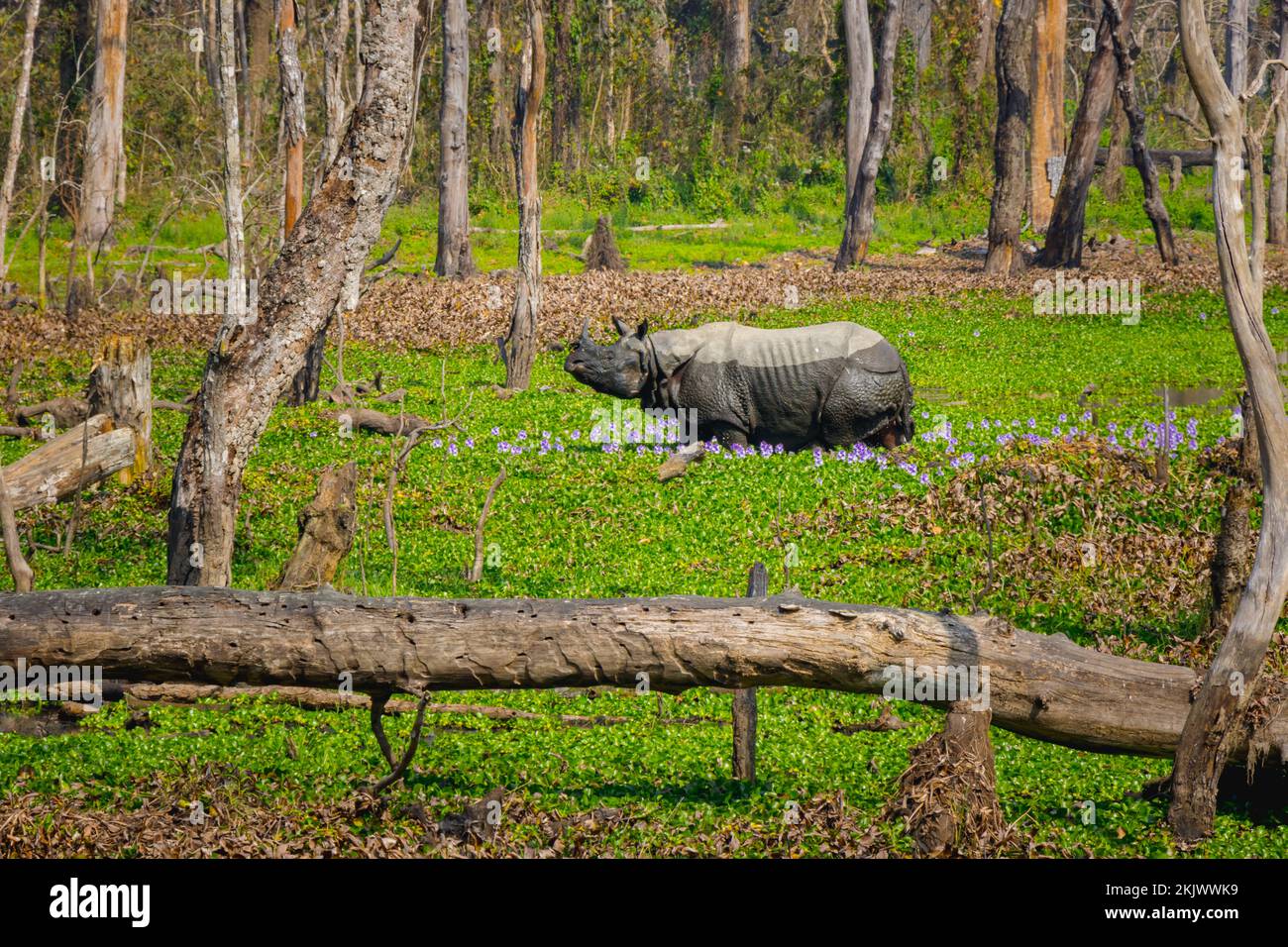 Rhino and Wildlife of Chitwan National Park Stock Photo - Alamy