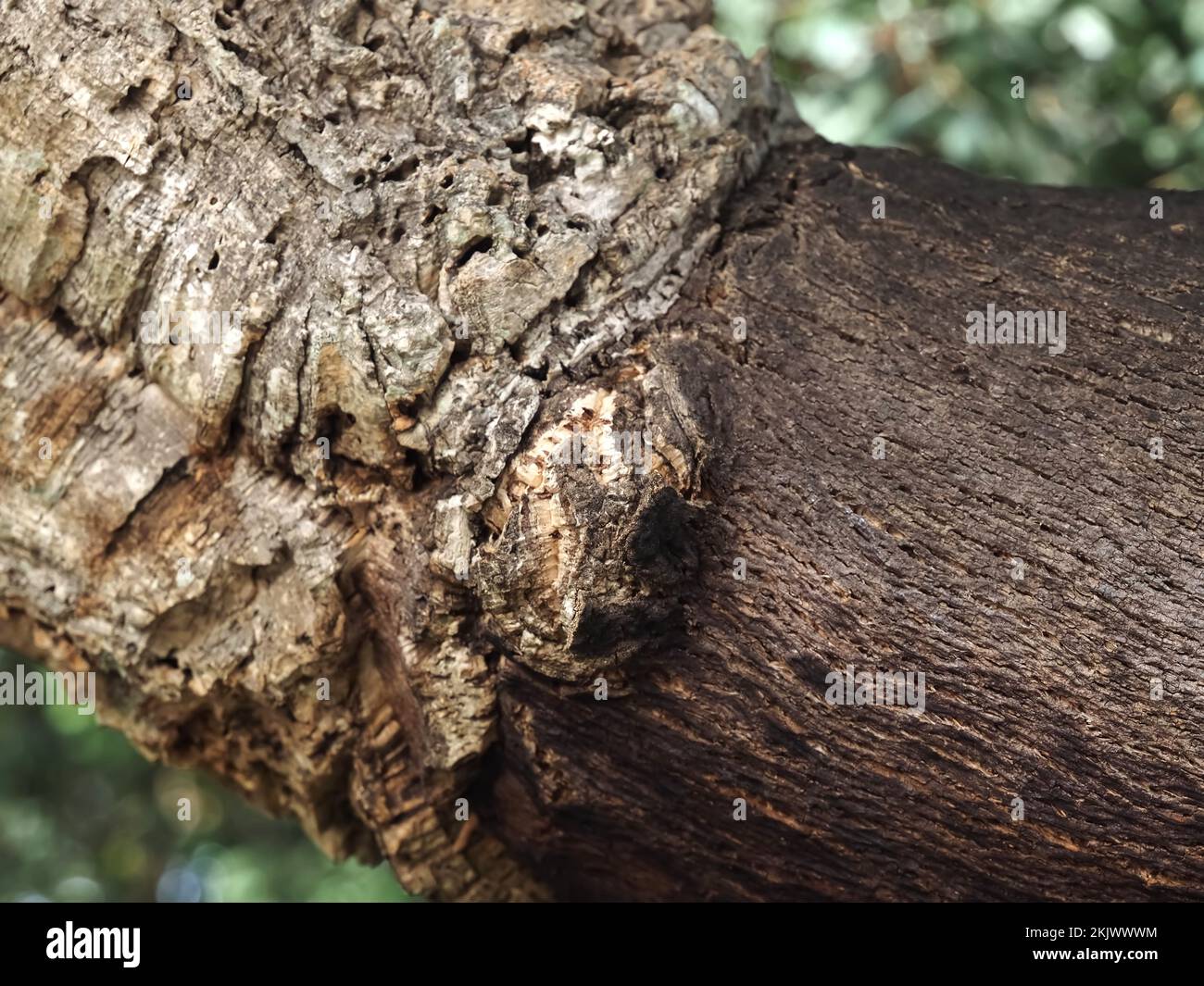 Bark from oak quercus hi-res stock photography and images - Alamy
