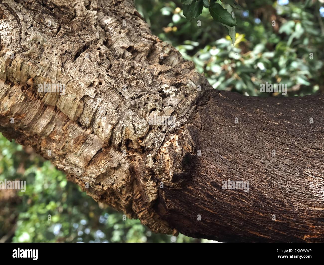 bark from a cork oak tree in Portugal Stock Photo - Alamy