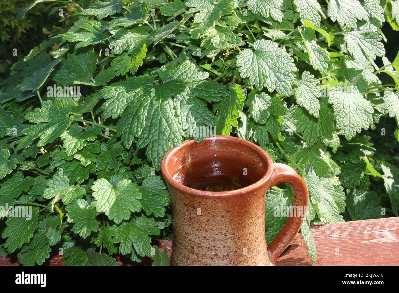 motherwort tea in the garden Stock Photo - Alamy