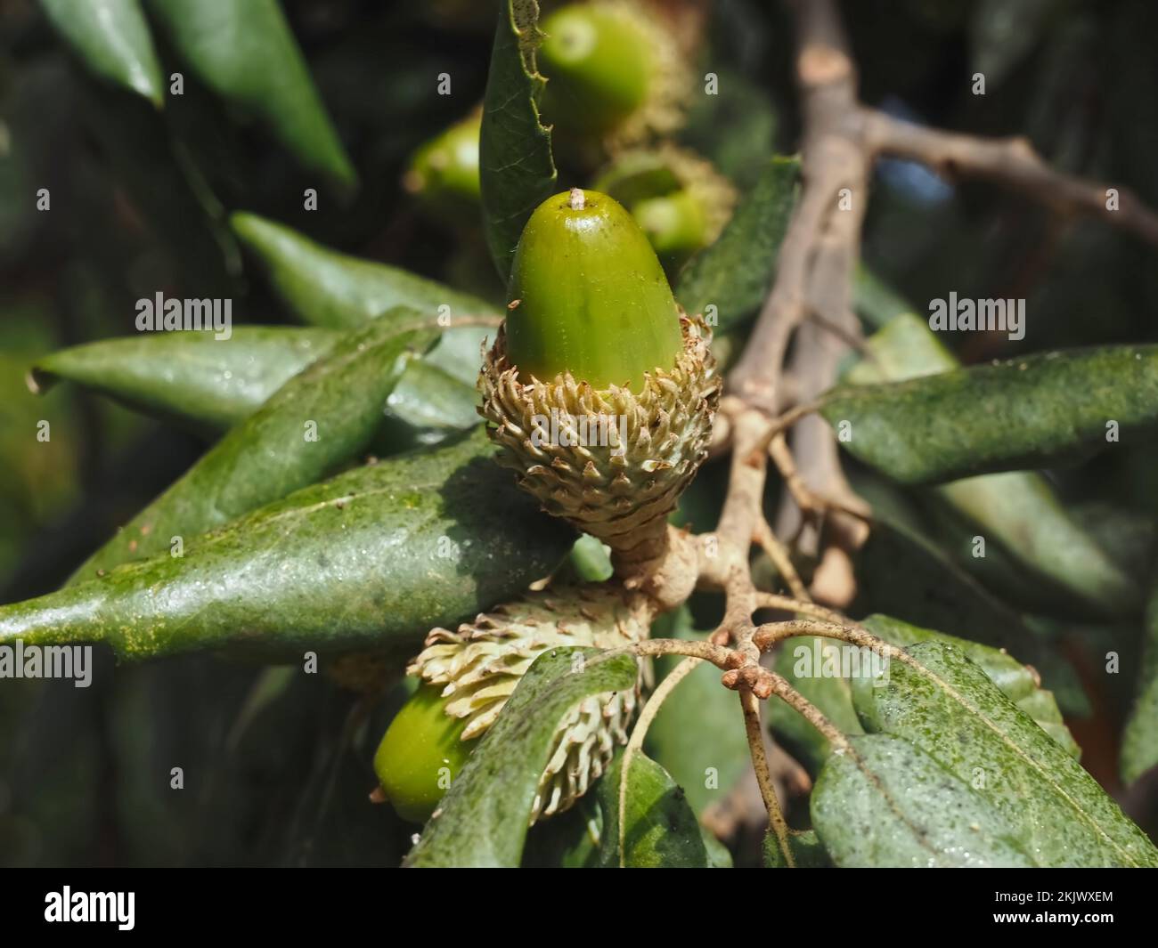 Quercus suber acorn hi-res stock photography and images - Alamy