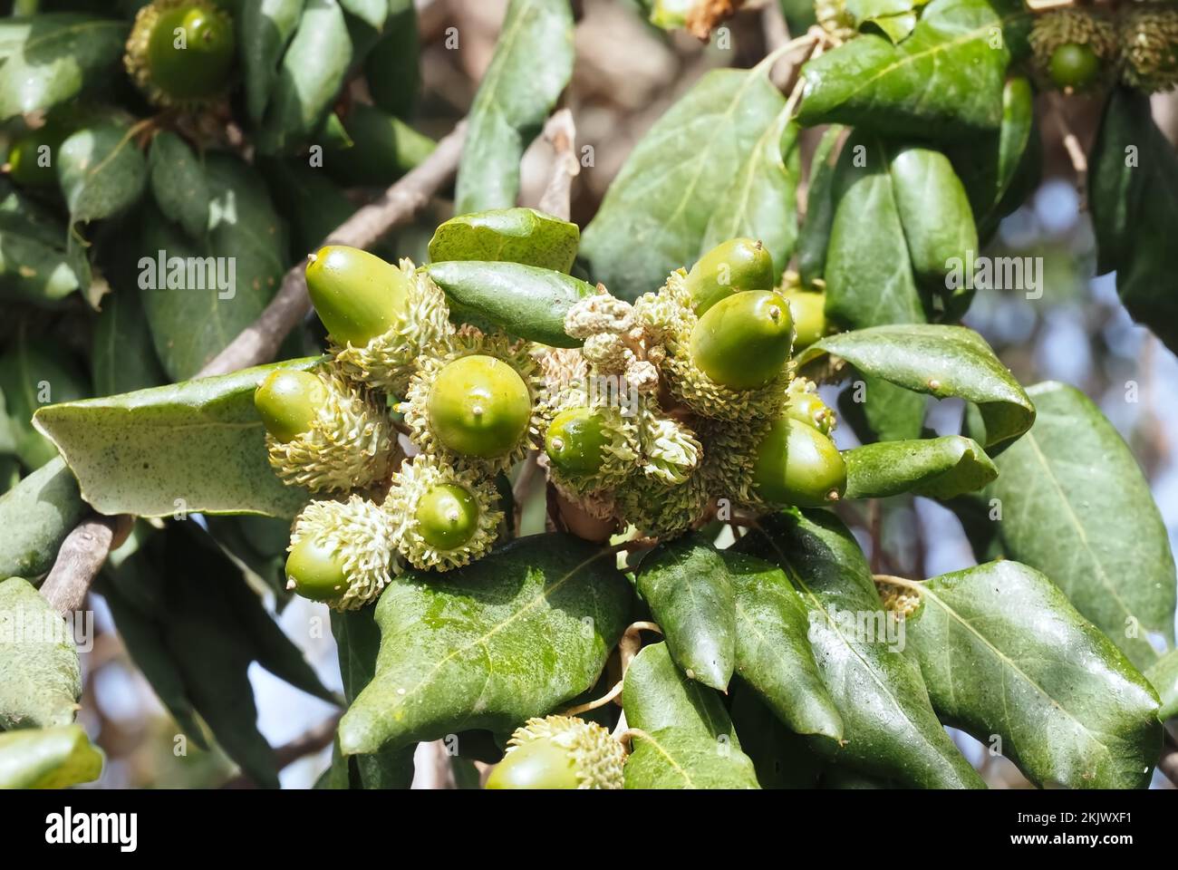 cork oak tree with acorns in Portugal Stock Photo - Alamy