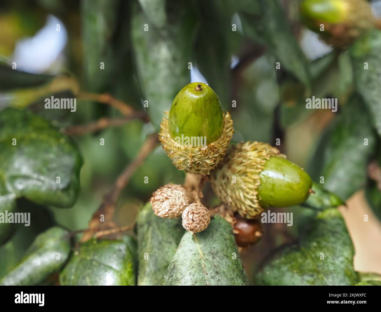 Cork oak acorn quercus suber hi-res stock photography and images - Alamy