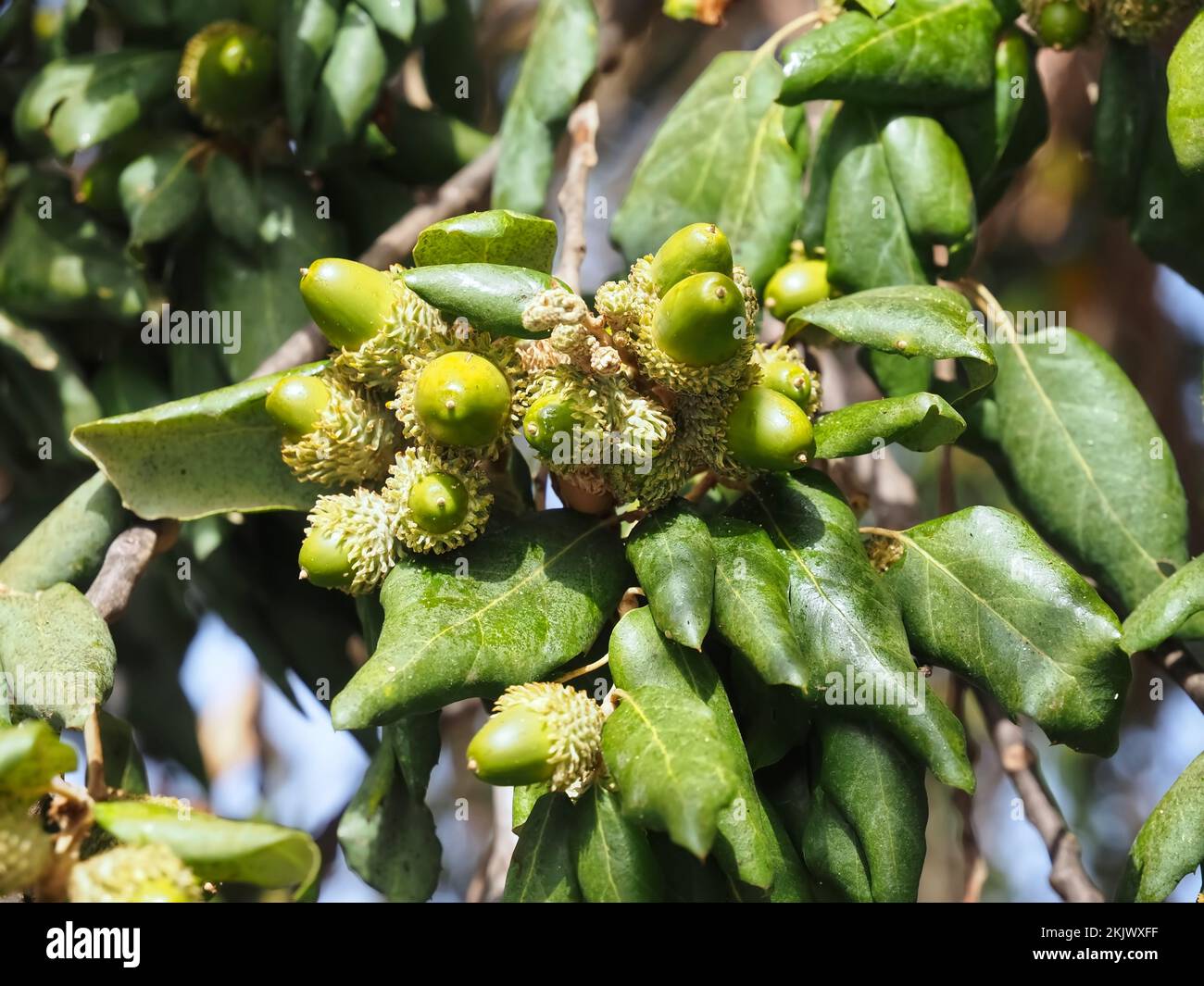 cork oak tree with acorns in Portugal Stock Photo - Alamy