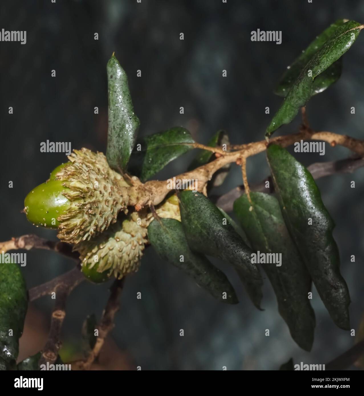 Quercus suber acorn hi-res stock photography and images - Alamy