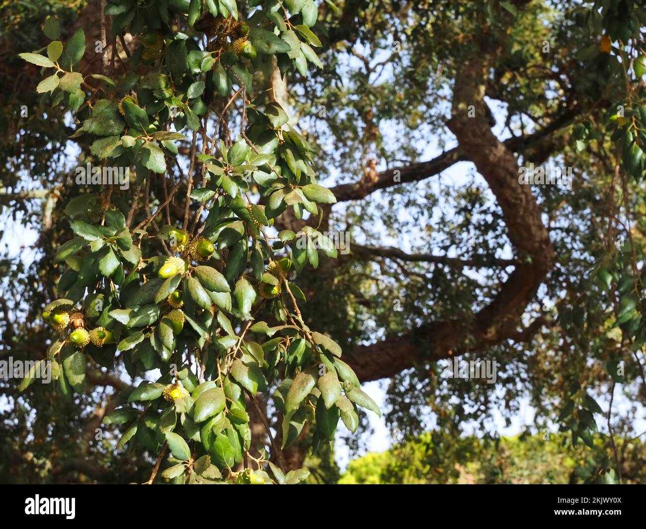 Cork tree flower hi-res stock photography and images - Alamy