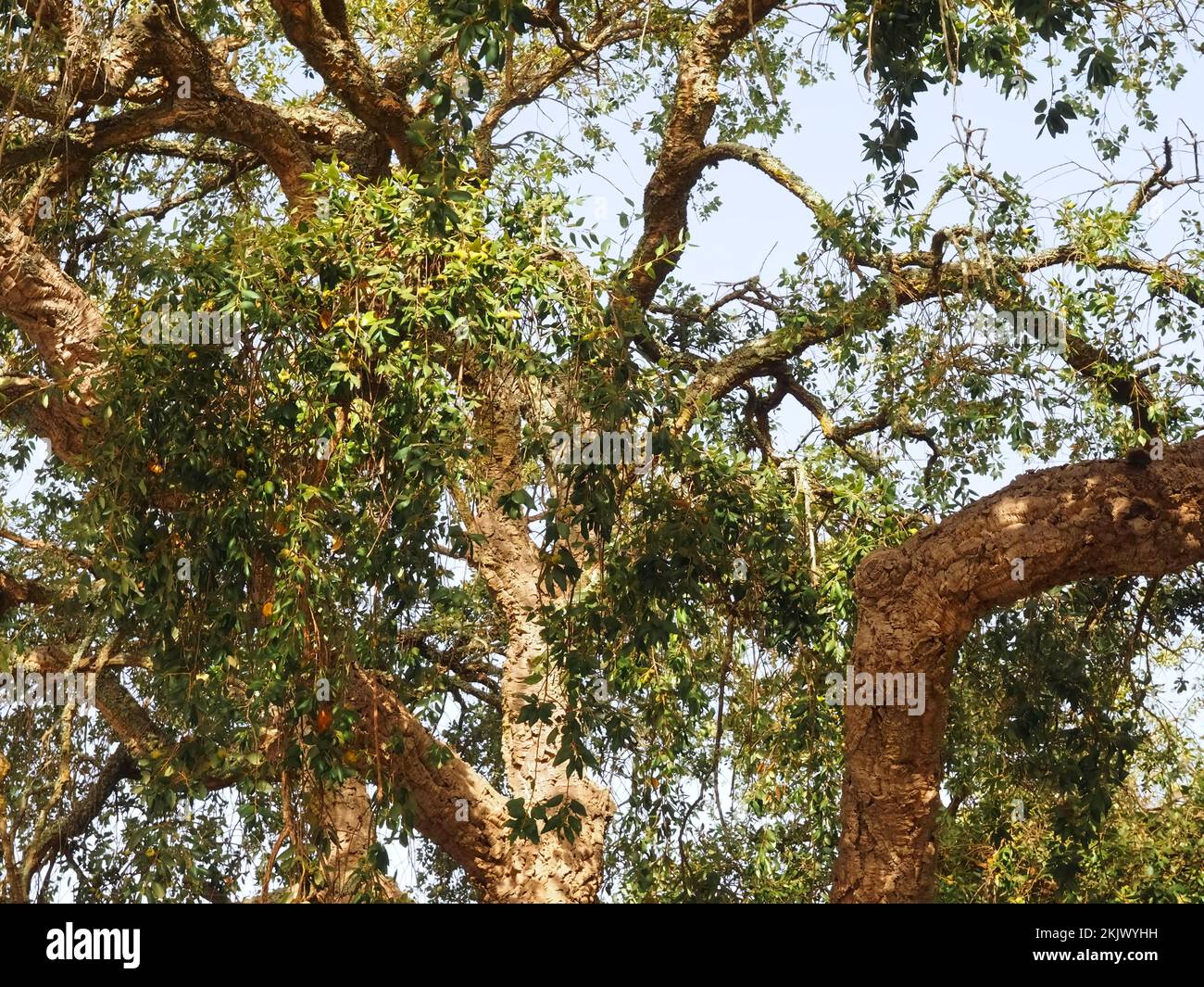 cork oak tree with acorns in Portugal Stock Photo - Alamy