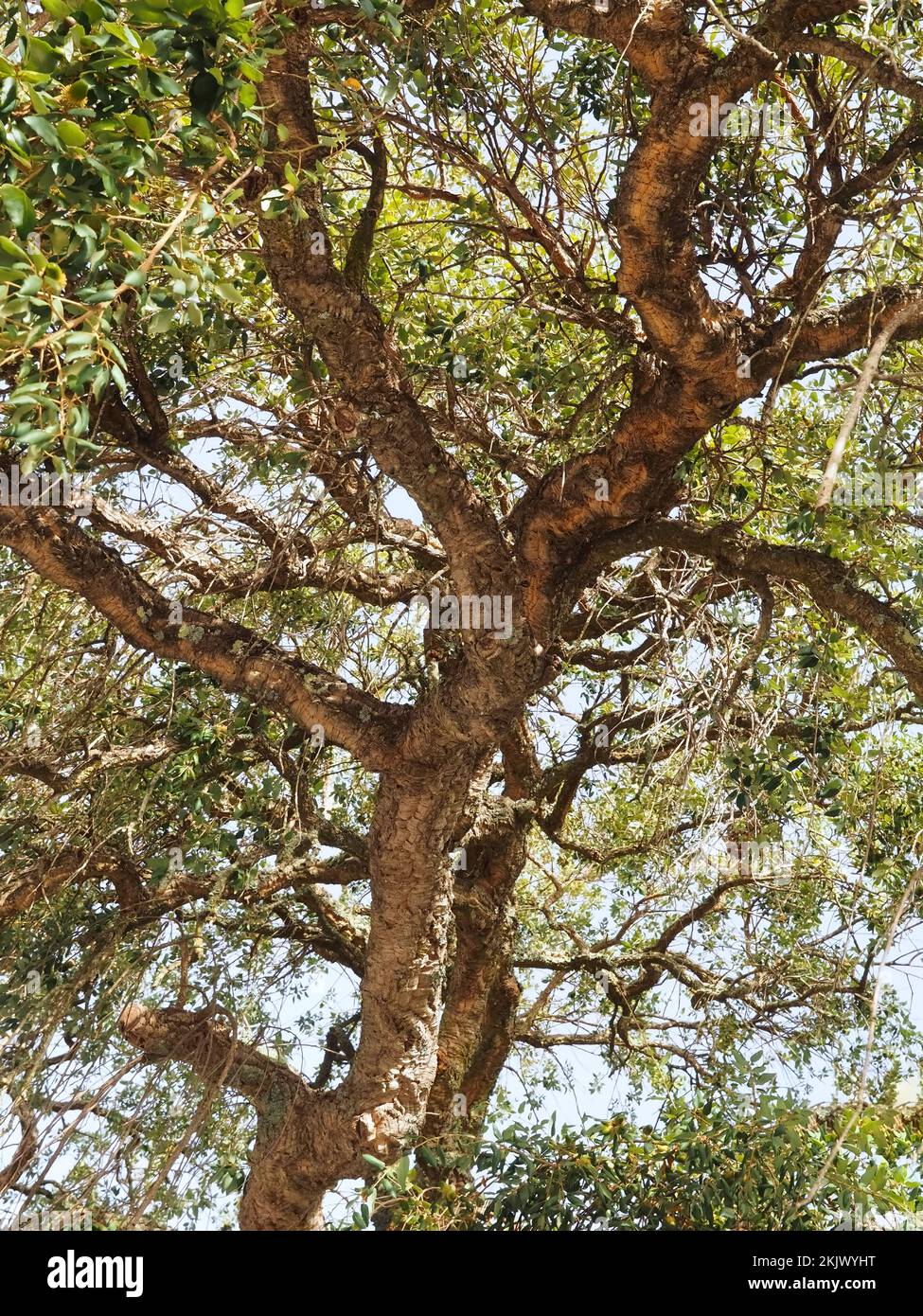 Cork oak acorn quercus suber hi-res stock photography and images - Alamy