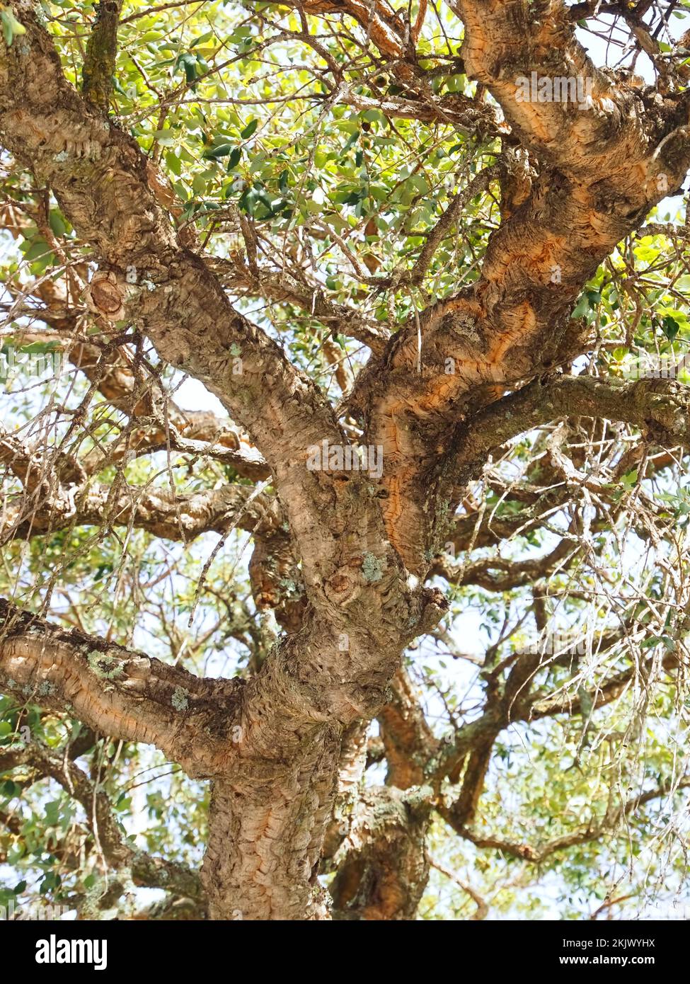 Cork oak acorn quercus suber hi-res stock photography and images - Alamy