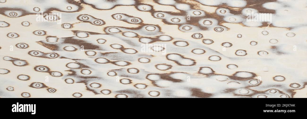 Root Exotic wood panel texture pattern Stock Photo - Alamy