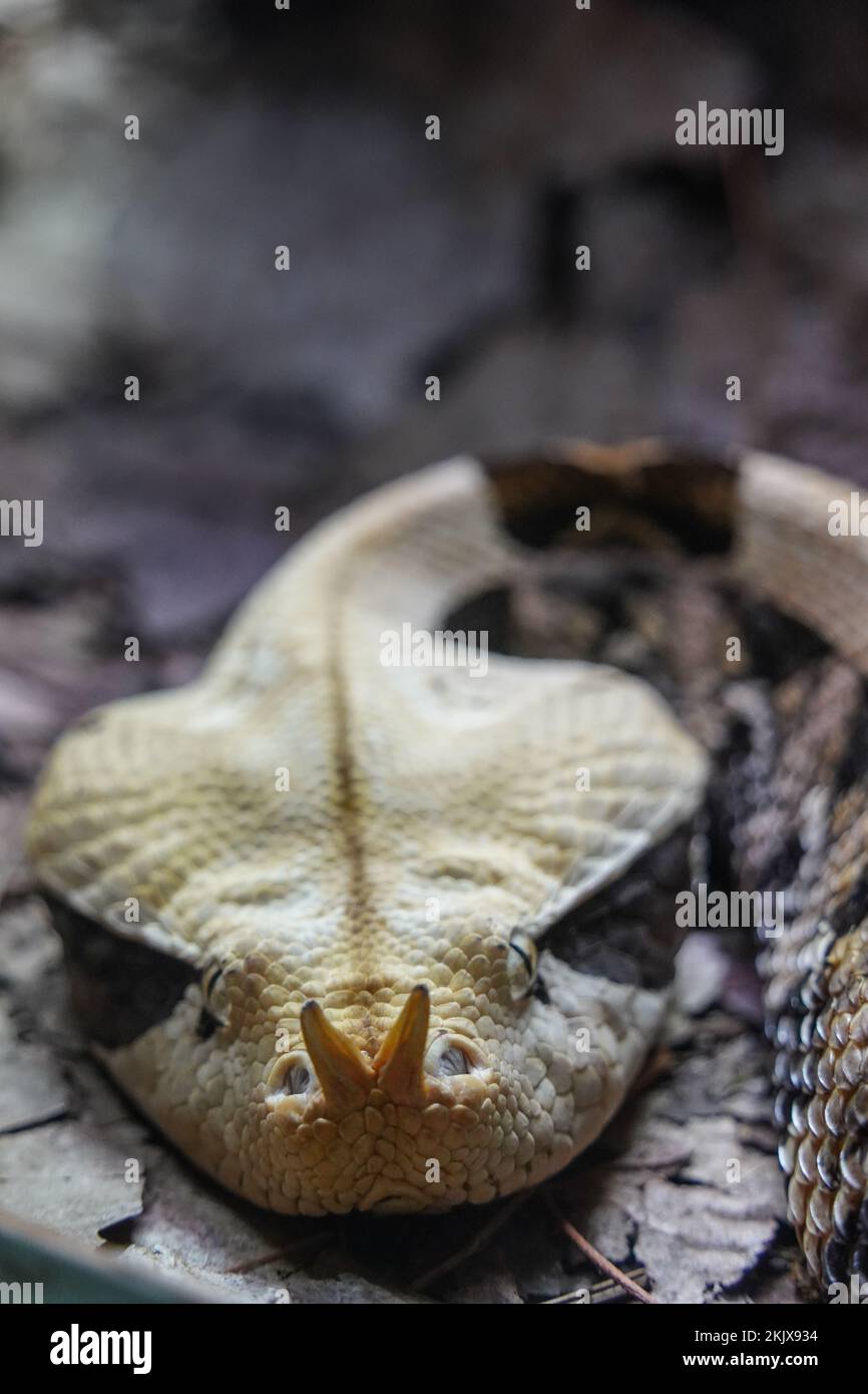 A vertical closeup of a West African gaboon viper Stock Photo - Alamy
