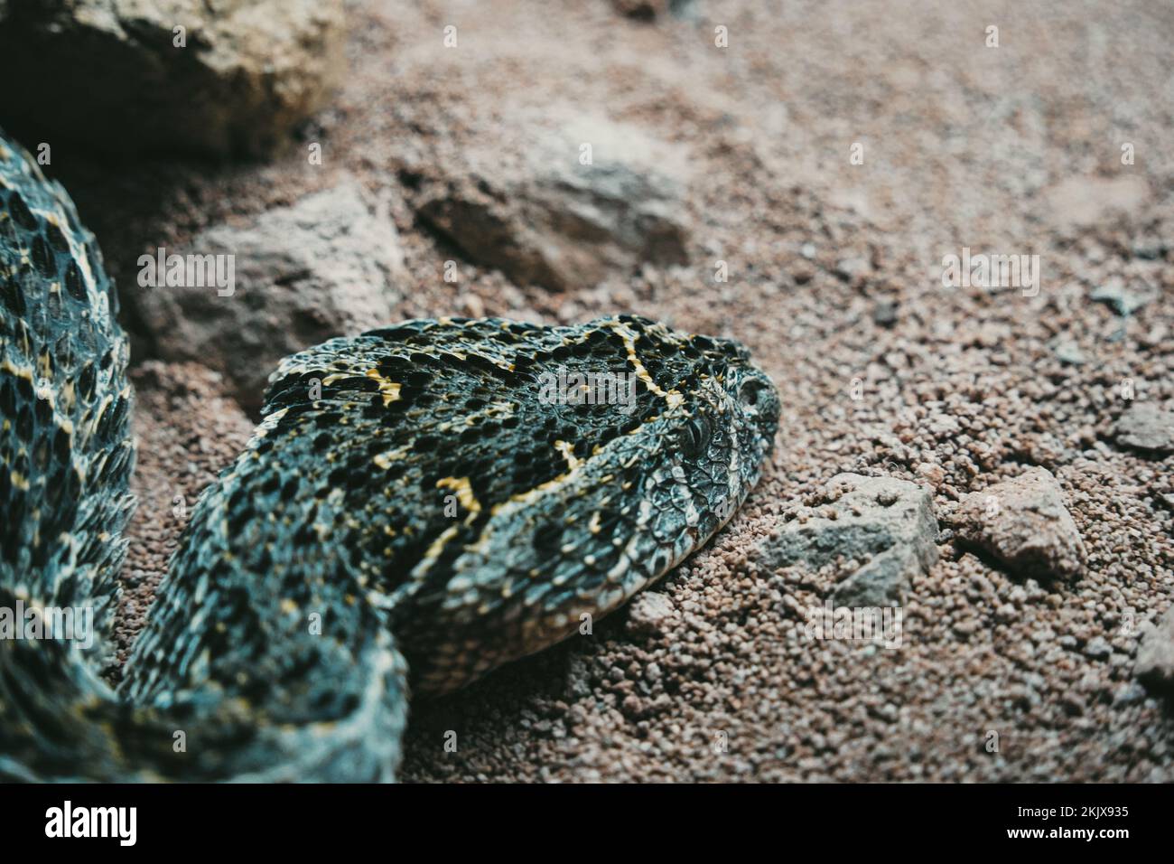 Berg adder hi-res stock photography and images - Alamy