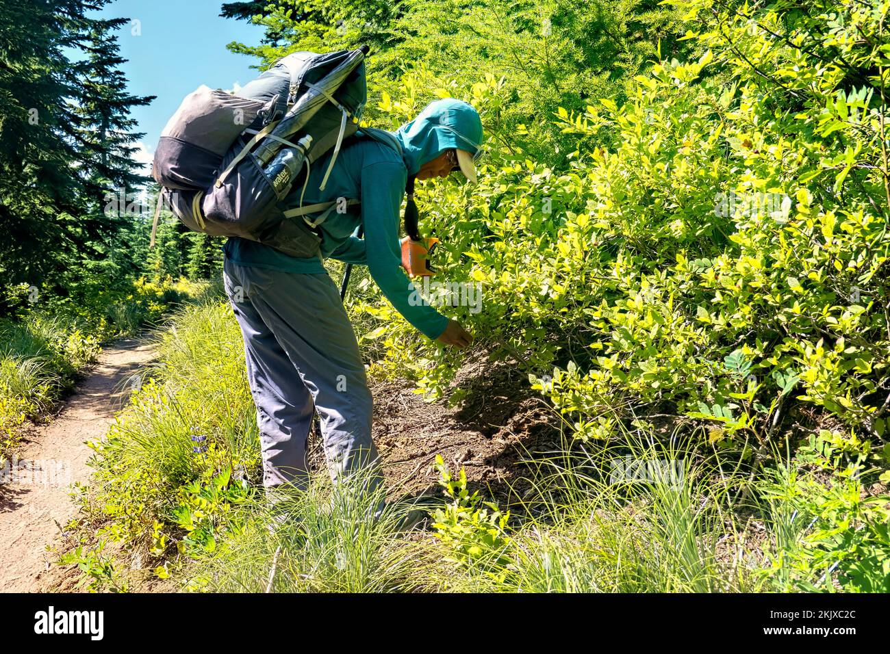 Picking huckleberries in Glacier Peak Wilderness, North Cascades ...