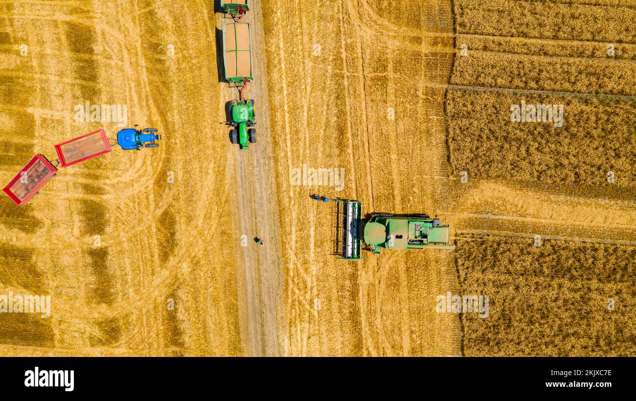 Aerial top view over agricultural harvester, combine as cutting ...