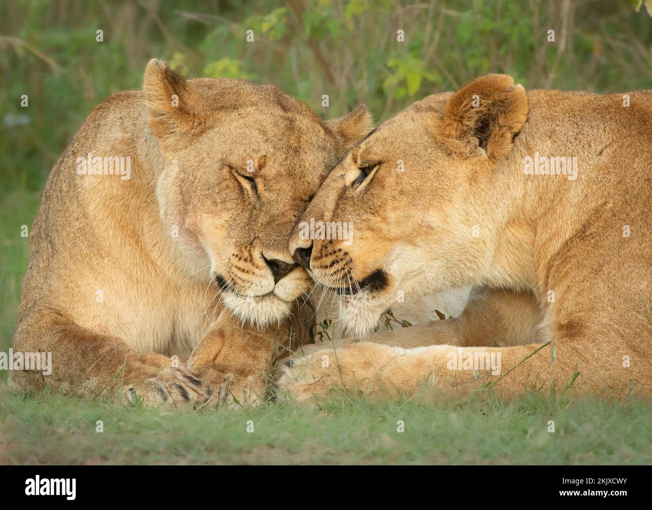 A loving cuddle.Masai Mara, Kenya: THESE ADORABLE images show an ...