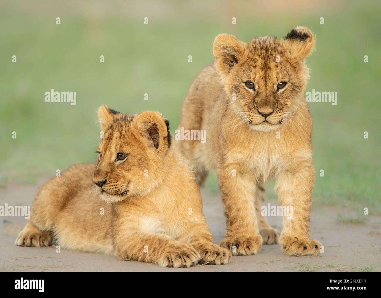 Very young lion cubs hi-res stock photography and images - Alamy
