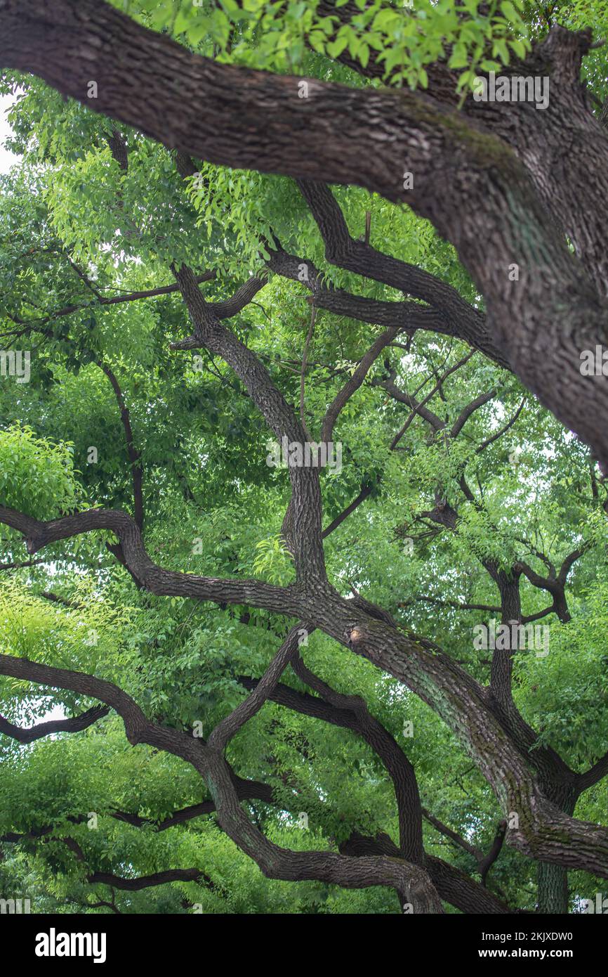 Canopy of deciduous trees Stock Photo - Alamy