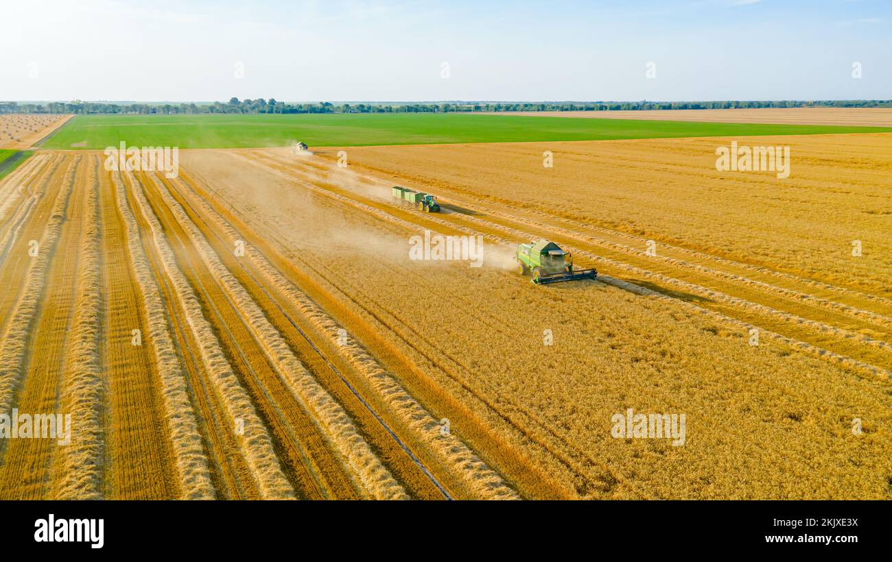 Aerial view over two agricultural harvesters, combines as they cutting ...