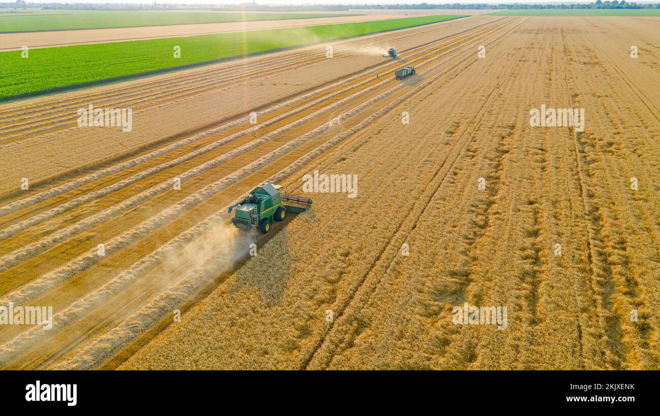 Aerial view over two agricultural harvesters, combines as they cutting ...