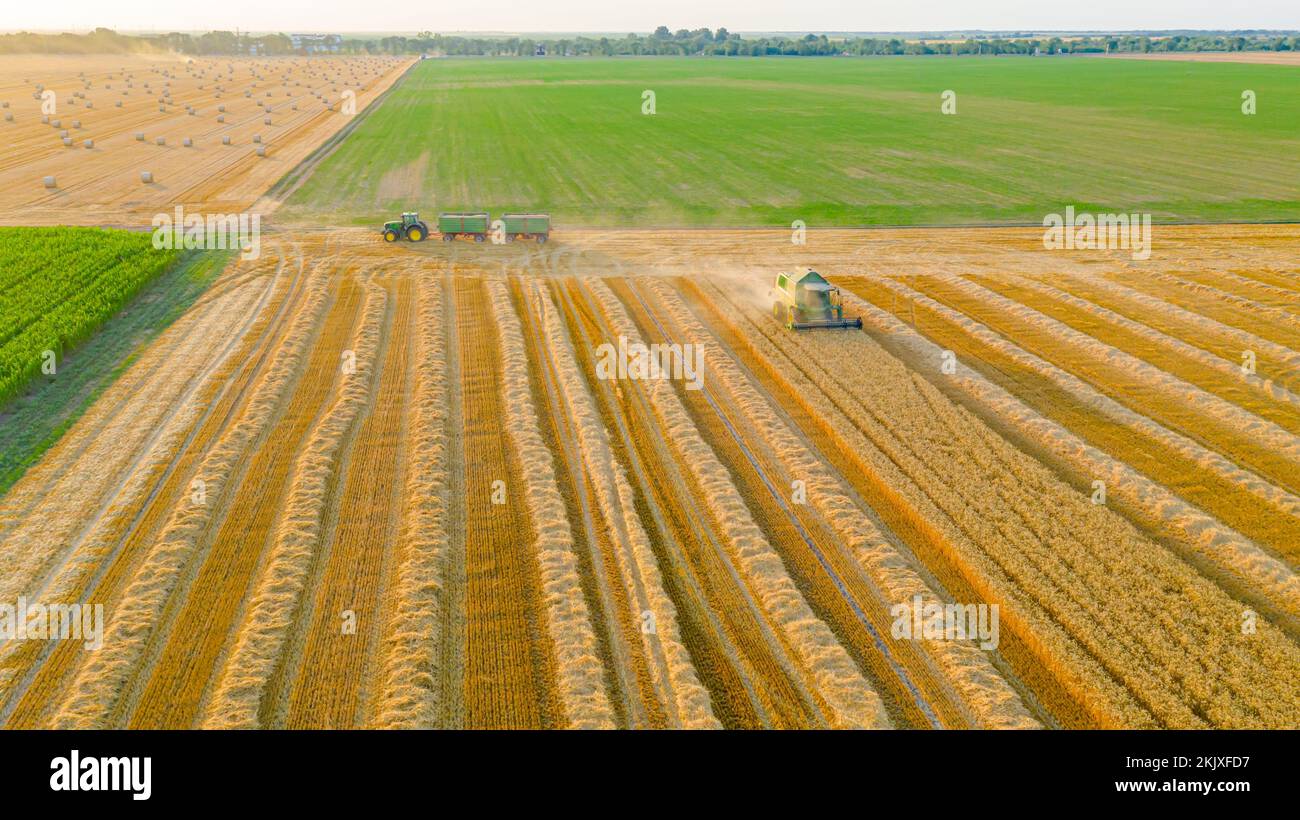 Aerial view over agricultural harvester, combine is cutting and ...