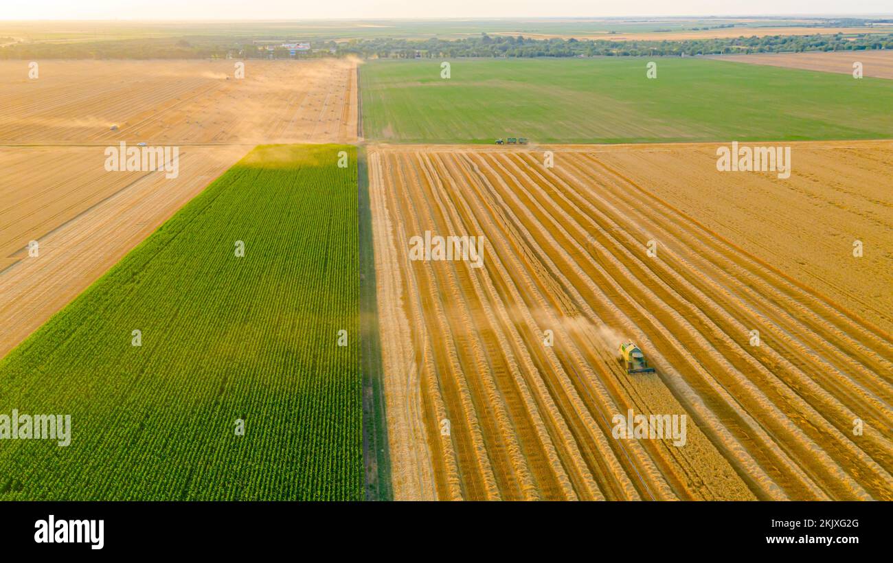Aerial view over agricultural harvester, combine is cutting and ...