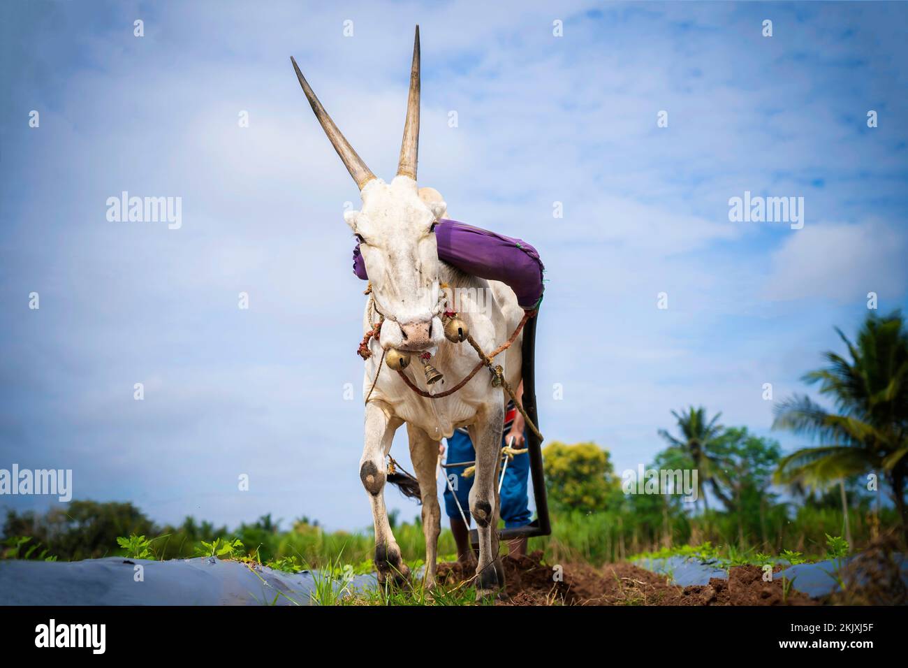 Colors of Rural life in Tamilnadu, south India. 10th September 2022 ...
