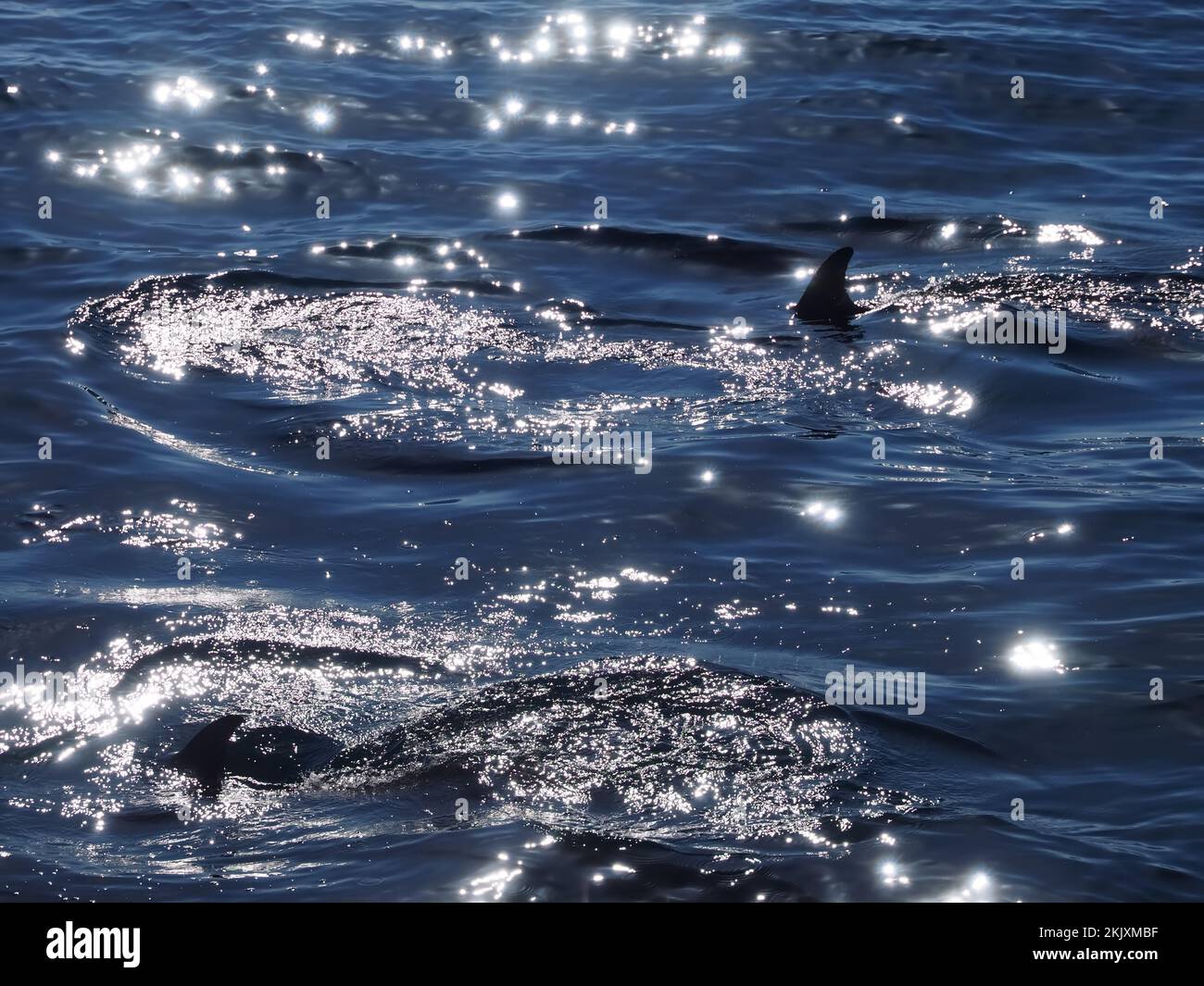 dolphins swimming in sparkling blue sea Stock Photo - Alamy