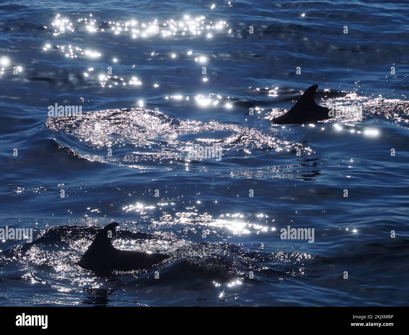 dolphins swimming in sparkling blue sea Stock Photo - Alamy
