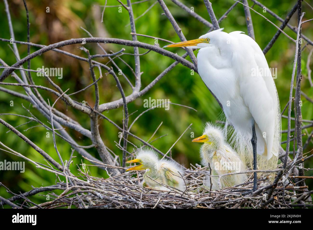 Great white egret (Ardea alba) guarding on nest with chicks in rookery at Wakodahatchee Wetlands ...