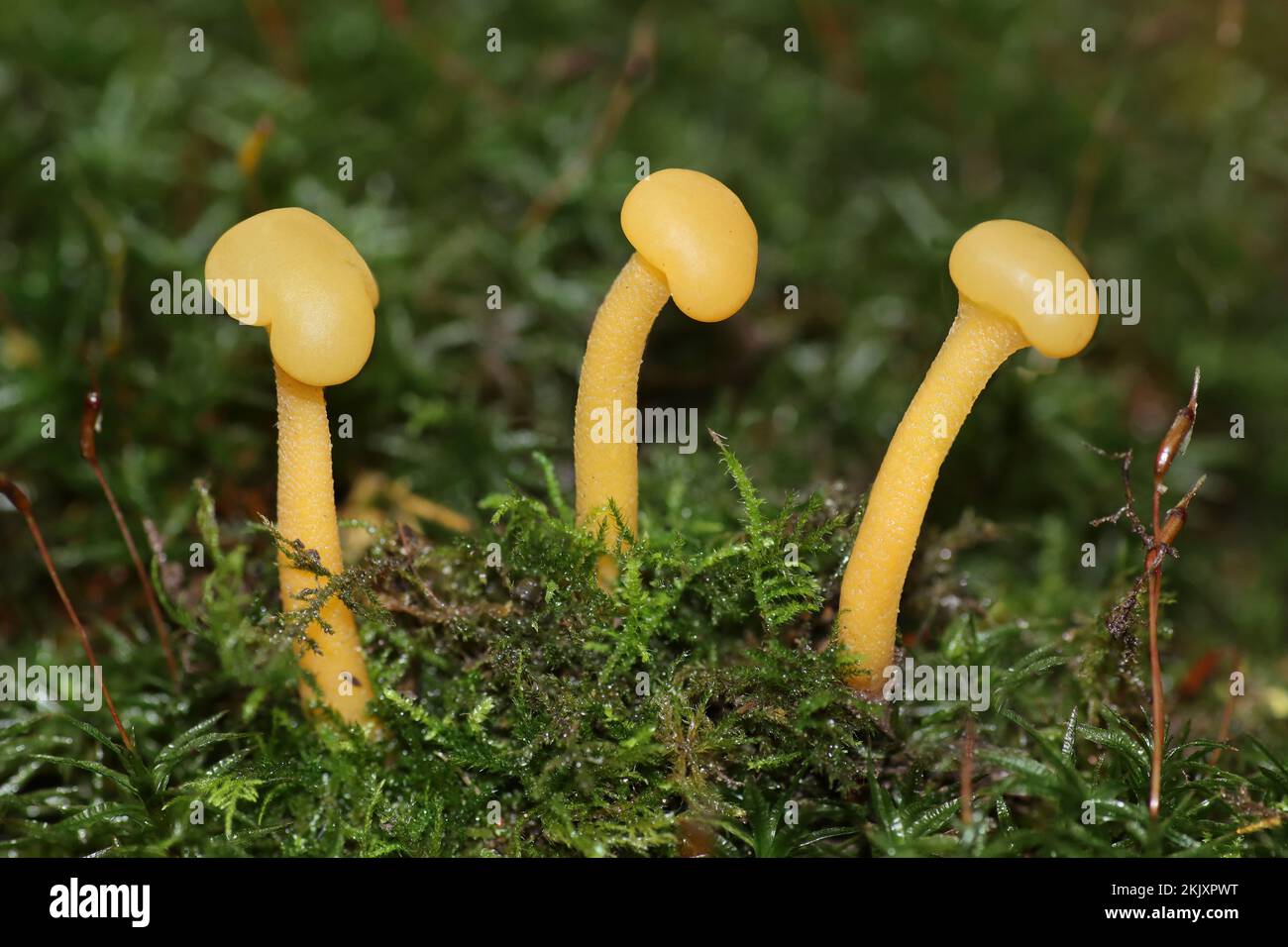 Jellybaby Leotia lubrica Stock Photo - Alamy