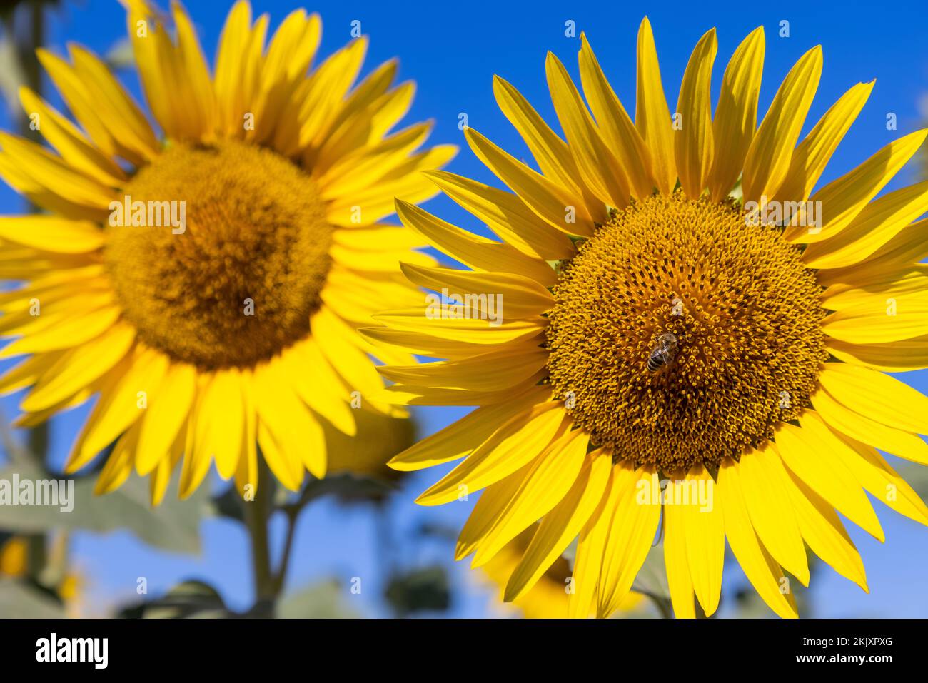 Close-up of 2 bright yellow sunflowers (Helianthus annuus) heads, one ...
