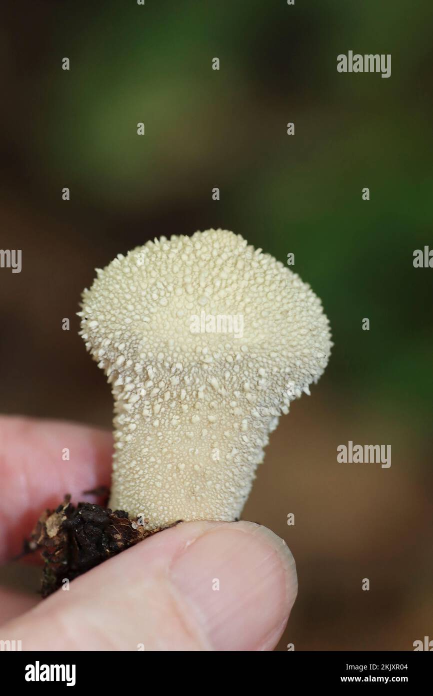 Common Puffball Lycoperdon perlatum Stock Photo - Alamy