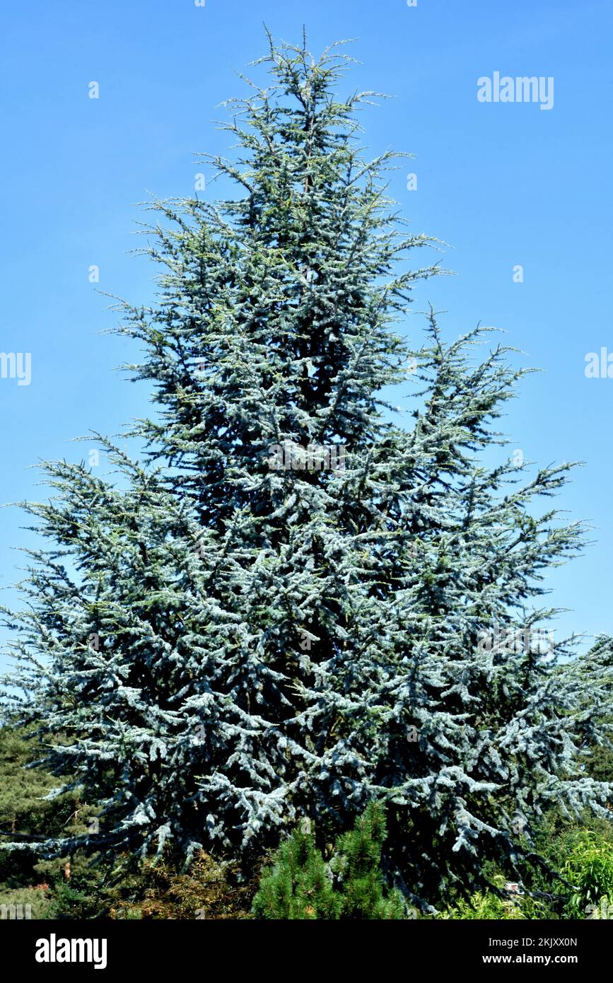 A vertical shot of a tall evergreen tree with lush branches in a forest in blue sky background ...