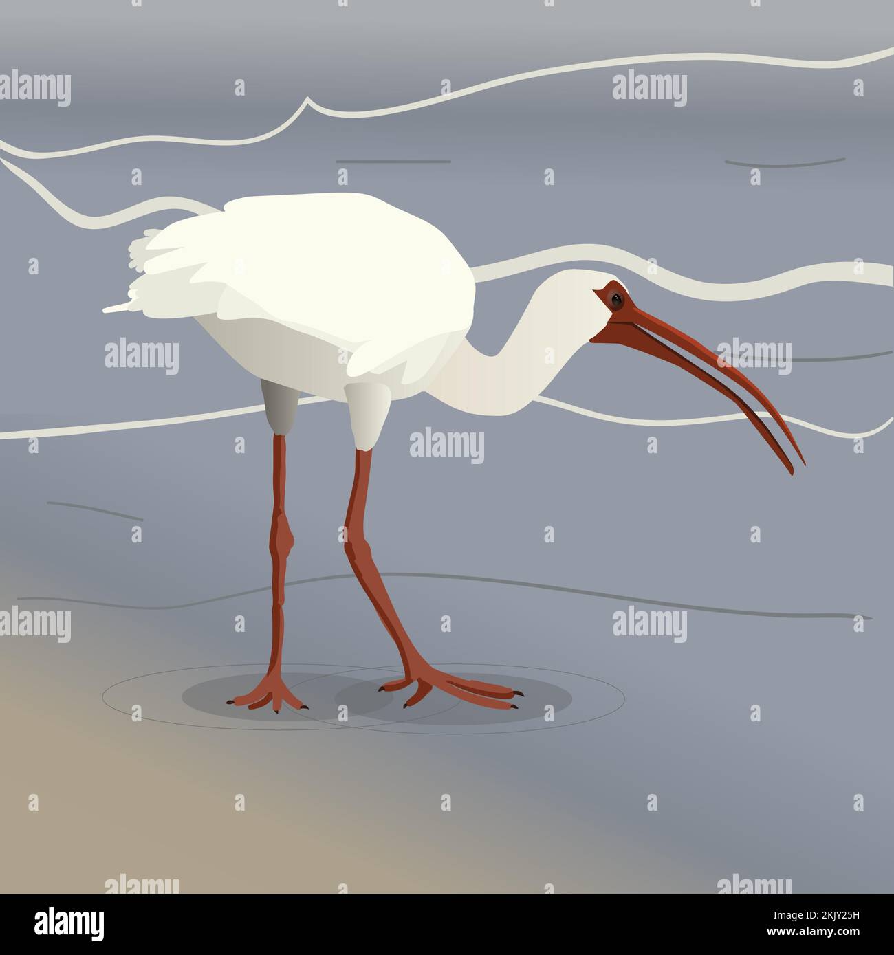 a vector illustration of an American white ibis wading on the beach. He ...