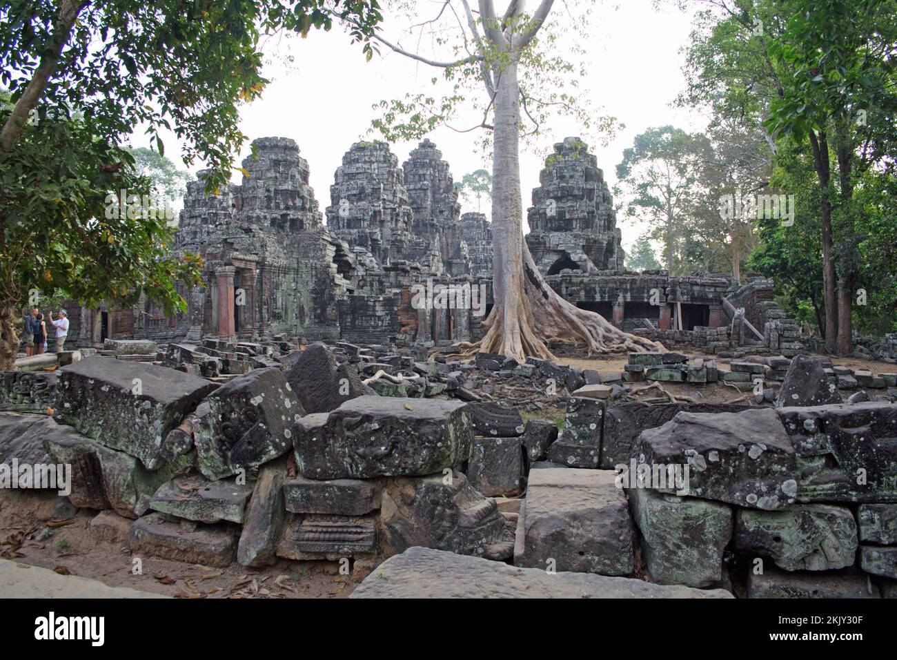 Spung tree hi-res stock photography and images - Alamy