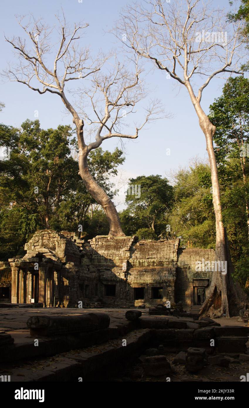 Spung tree hi-res stock photography and images - Alamy