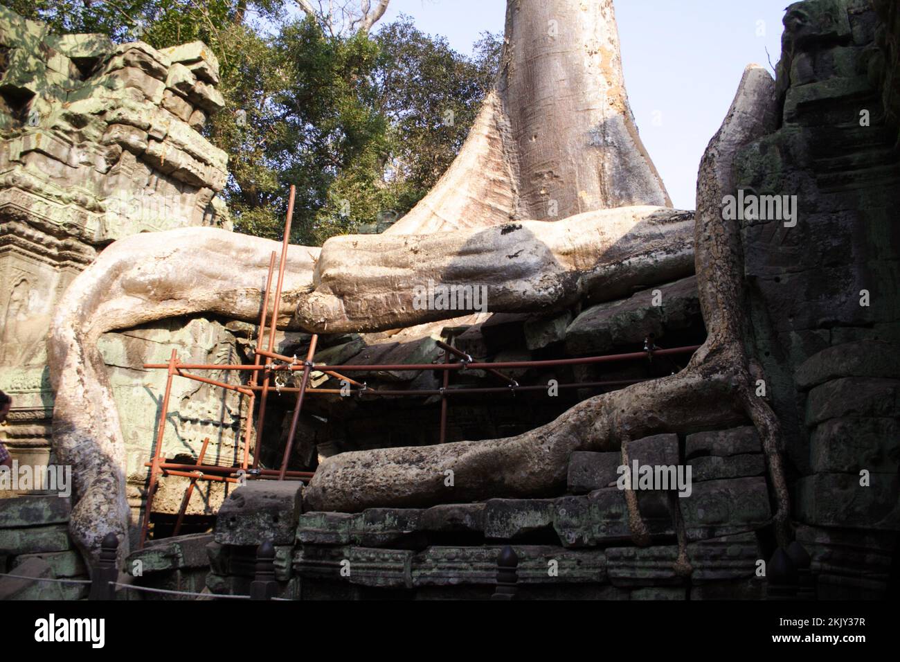 Spung tree destruction hi-res stock photography and images - Alamy