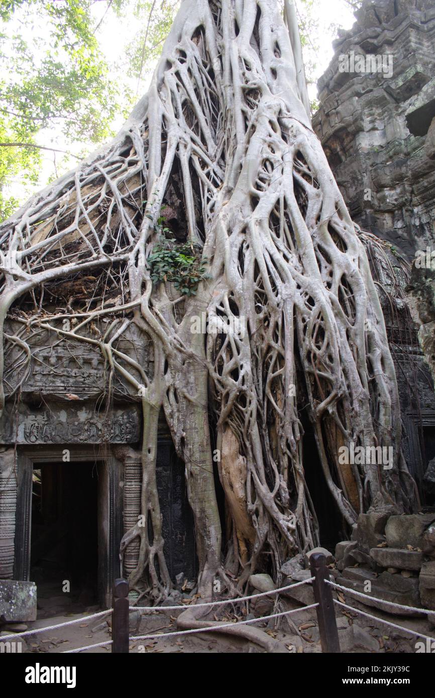 Spung tree hi-res stock photography and images - Alamy