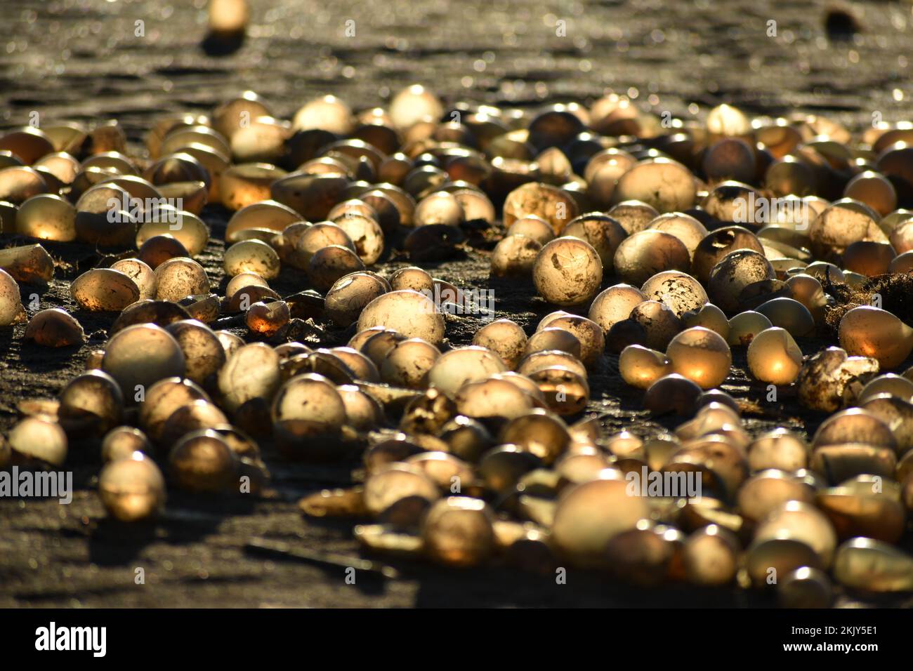 natural pattern as background, strange empty eggs on the beach Stock ...
