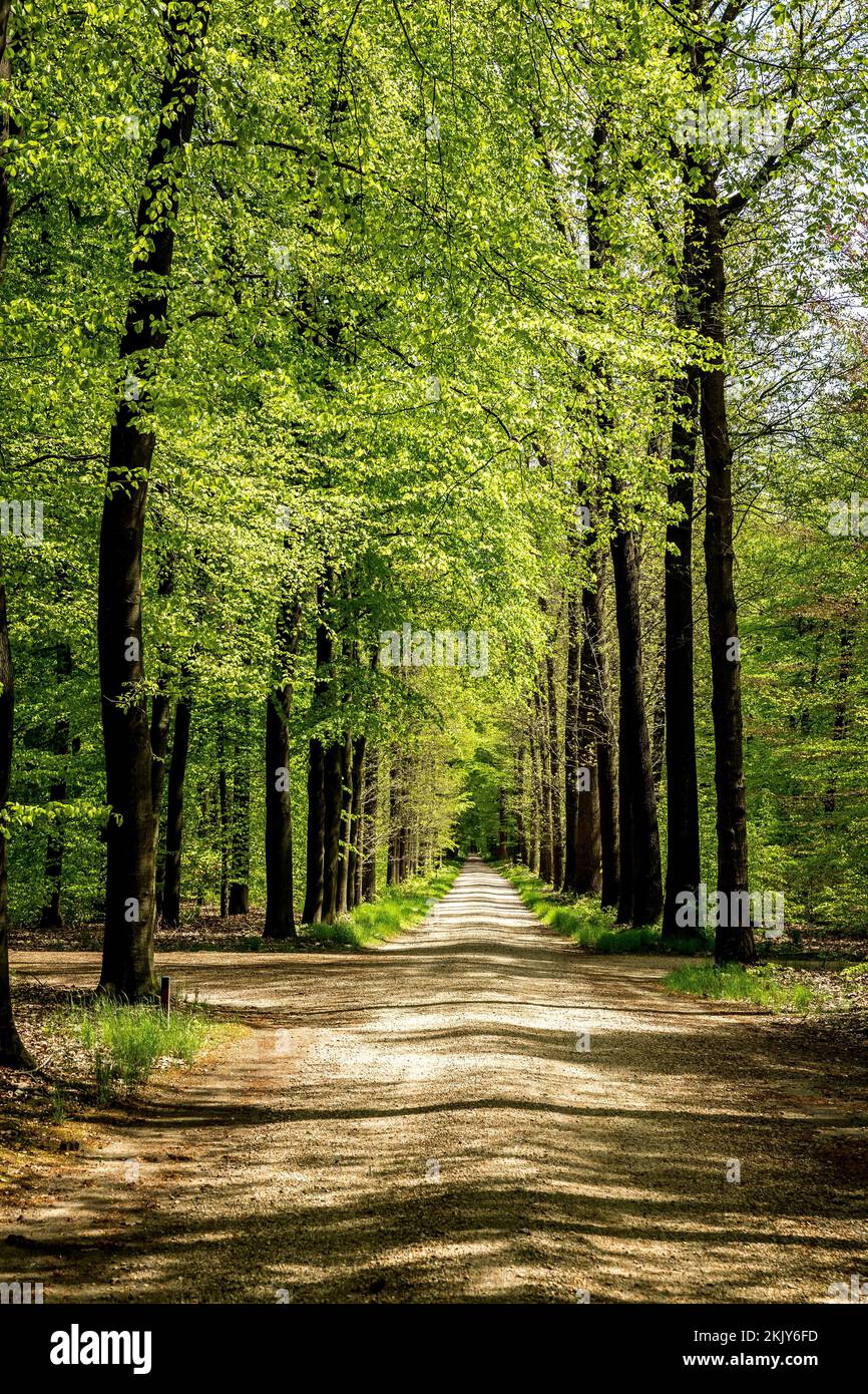 A vertical of a path in a dense green forest under the sunlight Stock ...