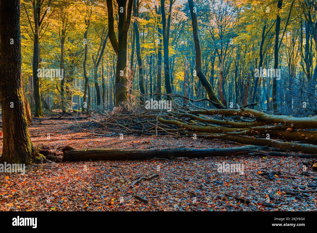 A beautiful landscape of a dense forest with fallen trees and leaves ...