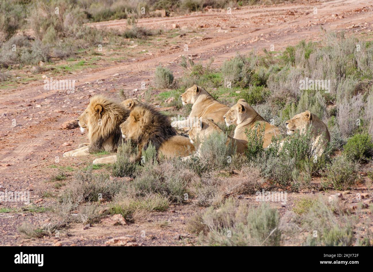 A pride of lions resting in the bush on a sunny day Stock Photo - Alamy