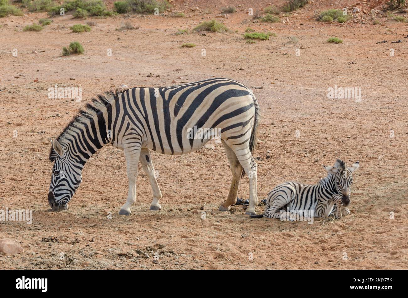 Zebra mom and baby hi-res stock photography and images - Alamy